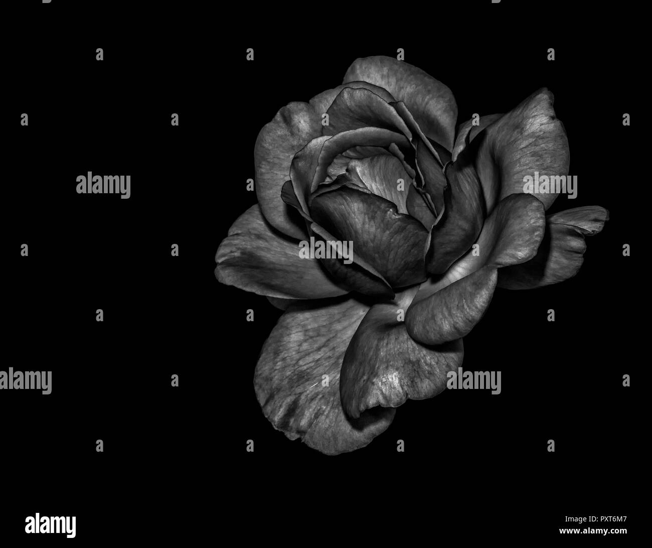 Low key black and white monochrome dark fine art still life floral ...