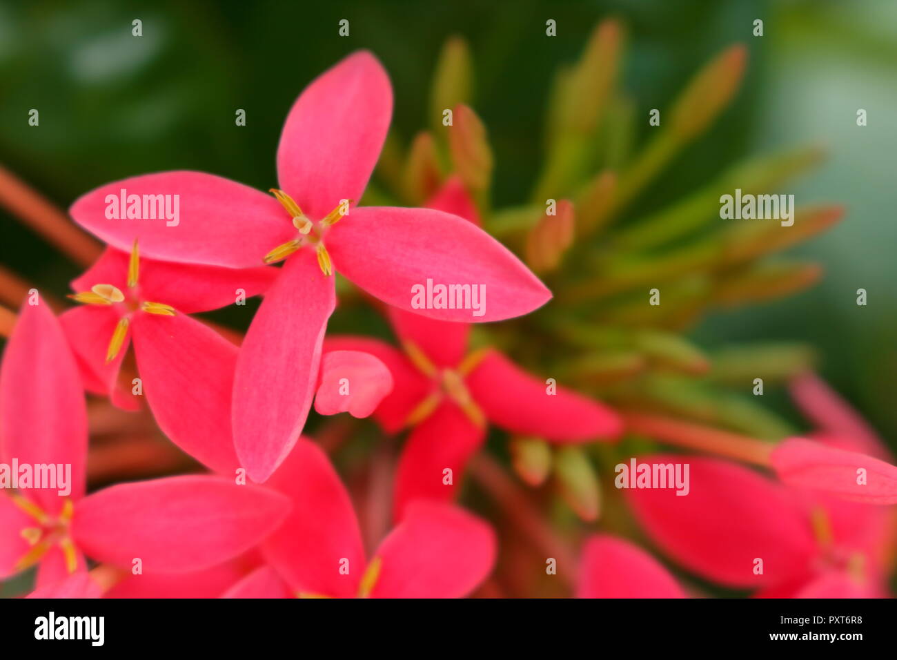 Beautiful spike hi-res stock photography and images - Alamy