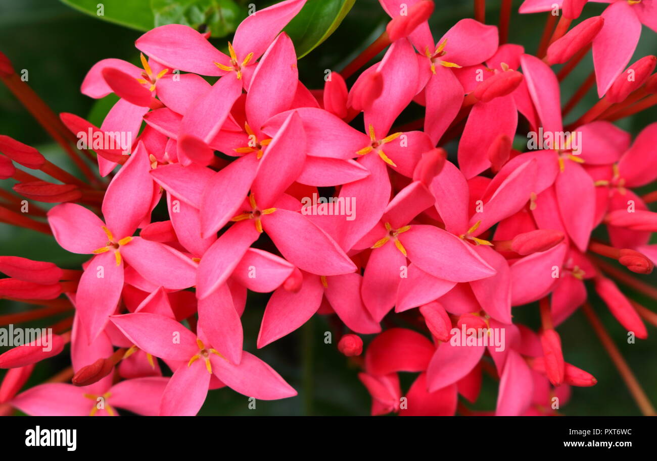 Spike flowers hi-res stock photography and images - Alamy