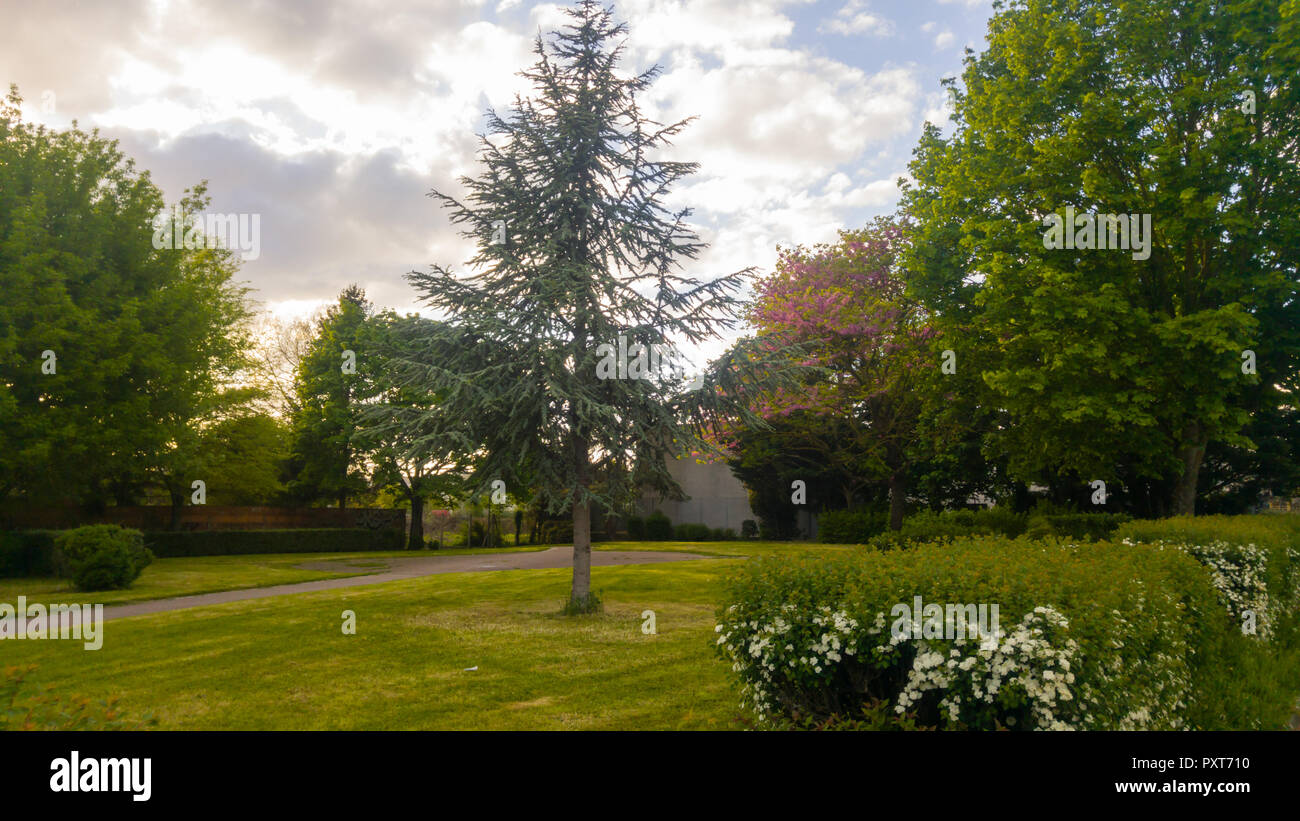 Pine tree park hi-res stock photography and images - Alamy