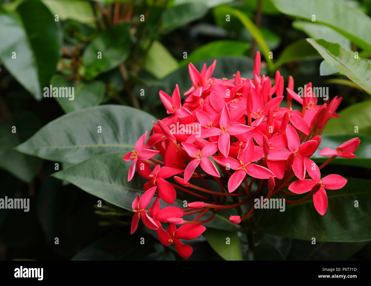 Spike flowers hi-res stock photography and images - Alamy