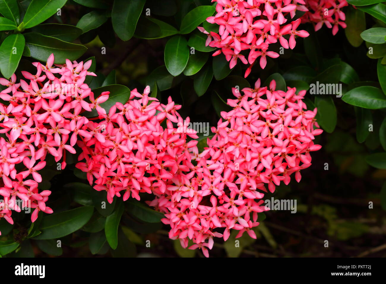 Spike image hi-res stock photography and images - Alamy