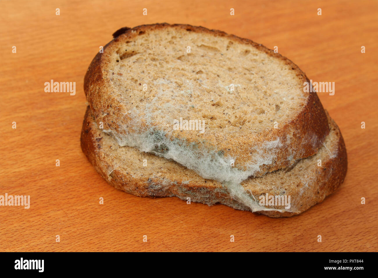 The old black mold on the bread. Spoiled food. Mold on food Stock Photo ...