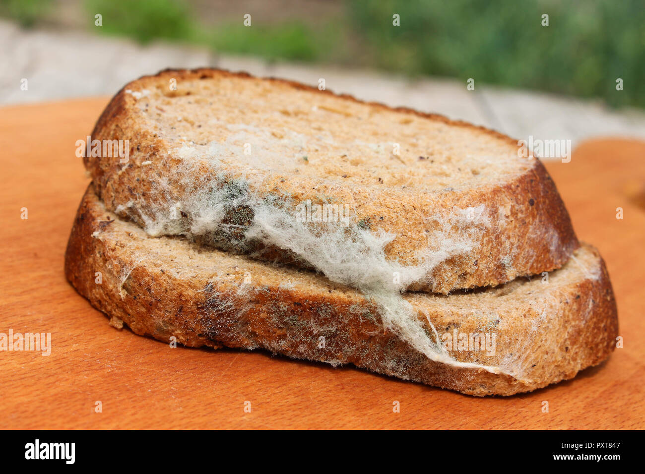 The old black mold on the bread. Spoiled food. Mold on food Stock Photo ...