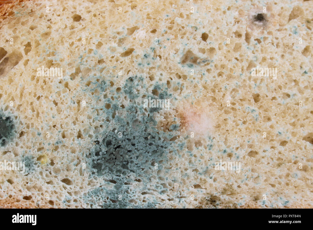 The old white mold on the bread. Spoiled food. Mold on food Stock Photo ...