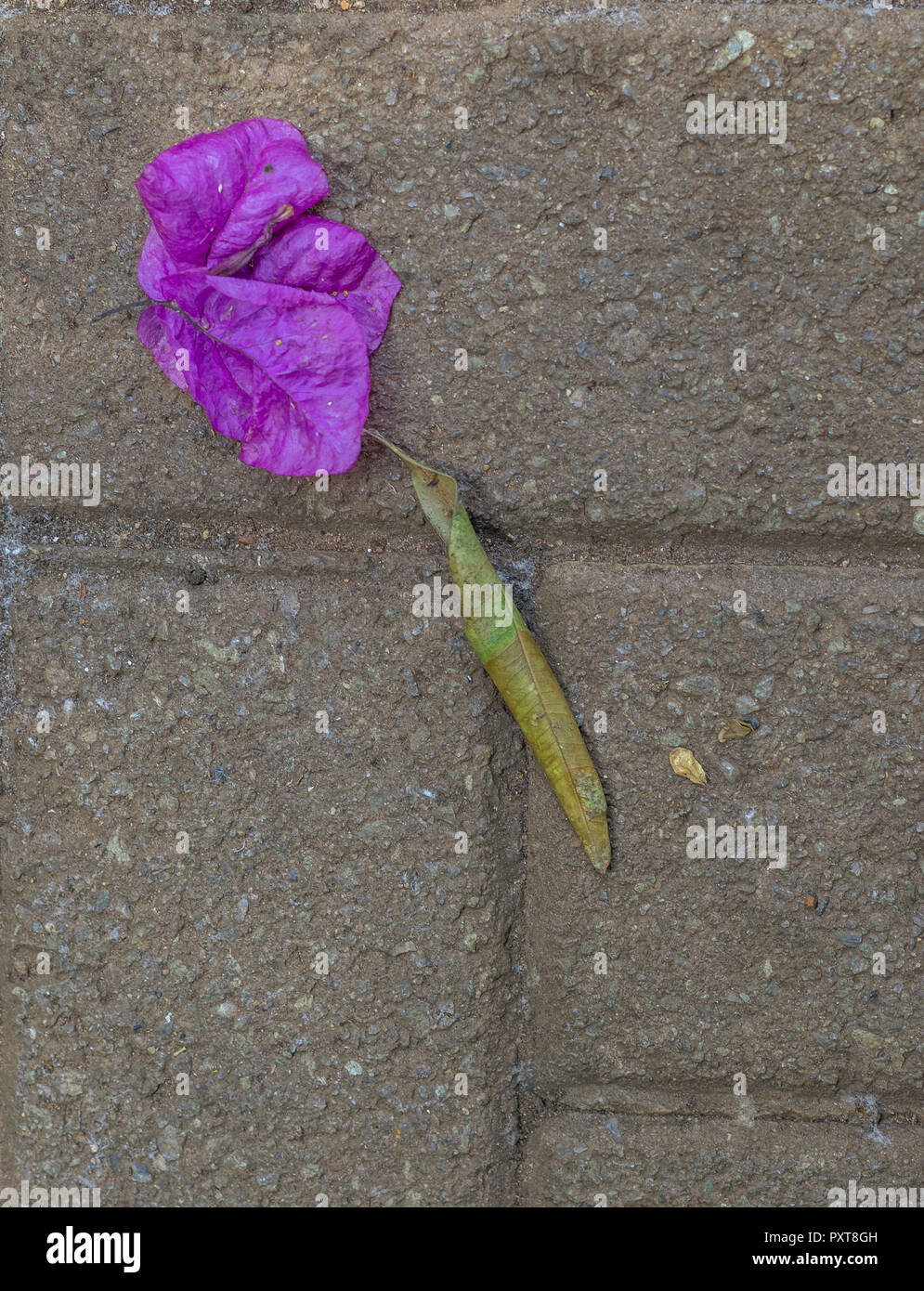 Dry leaves isolated in a random pattern on a concrete surface image ...