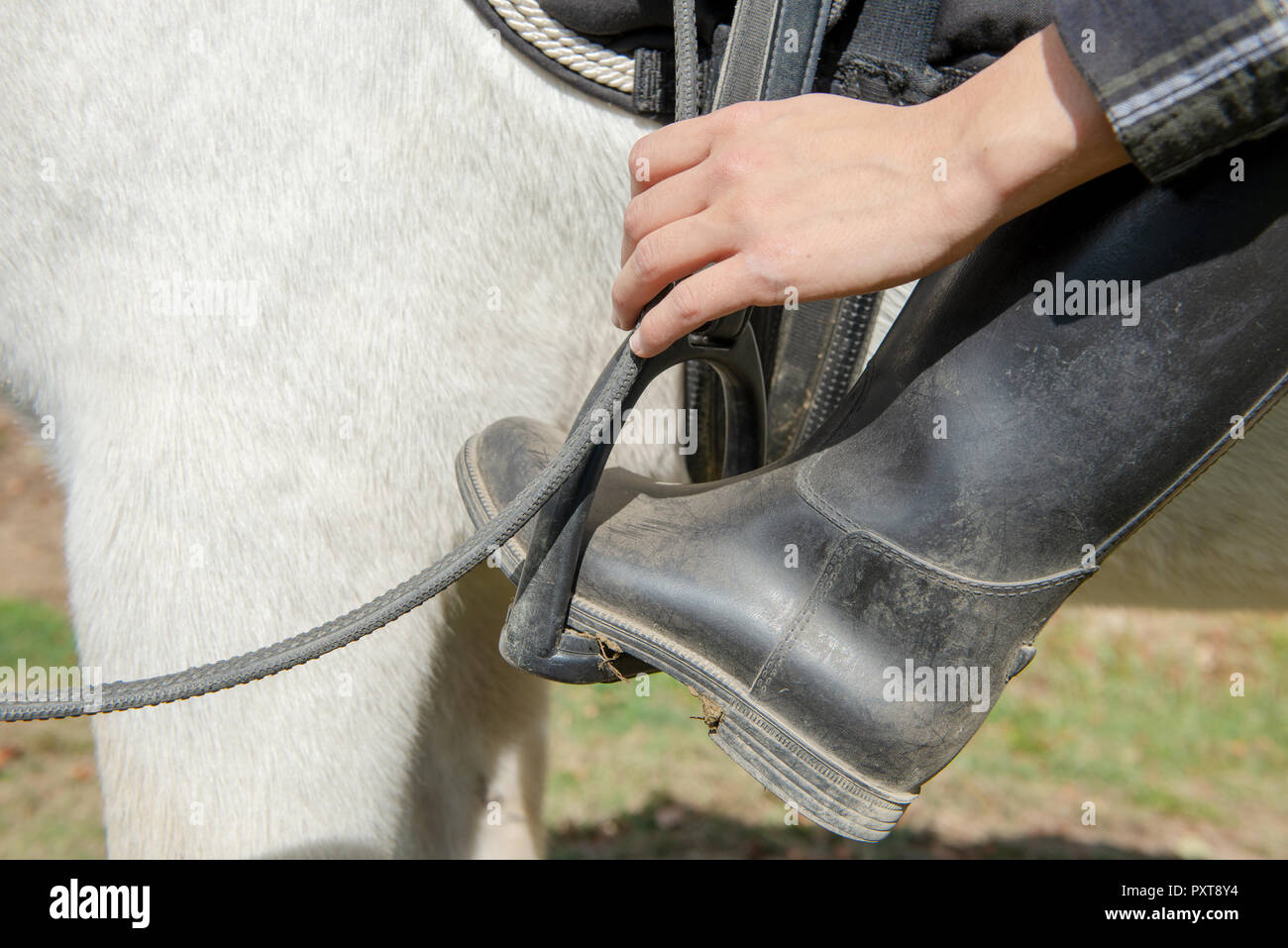 a close up of young woman rider mounting a white horse Stock Photo - Alamy