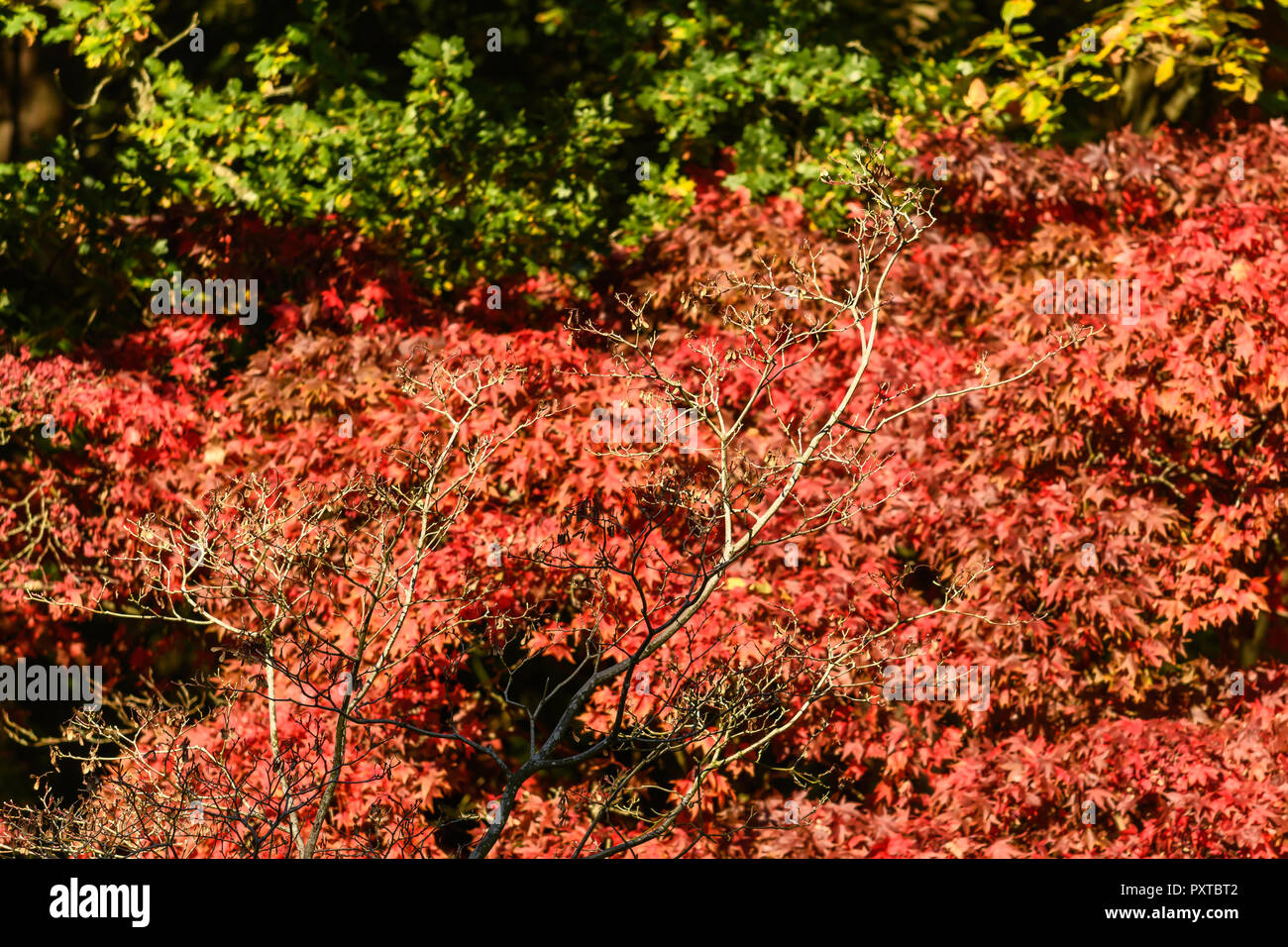 Autumn colours in nature Stock Photo - Alamy