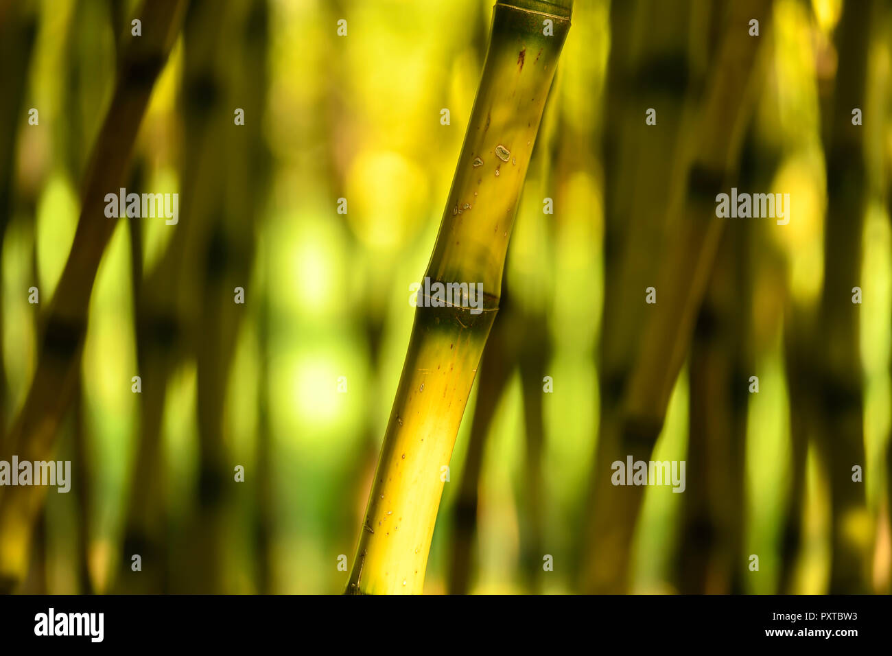 Bamboo abstract background Stock Photo - Alamy