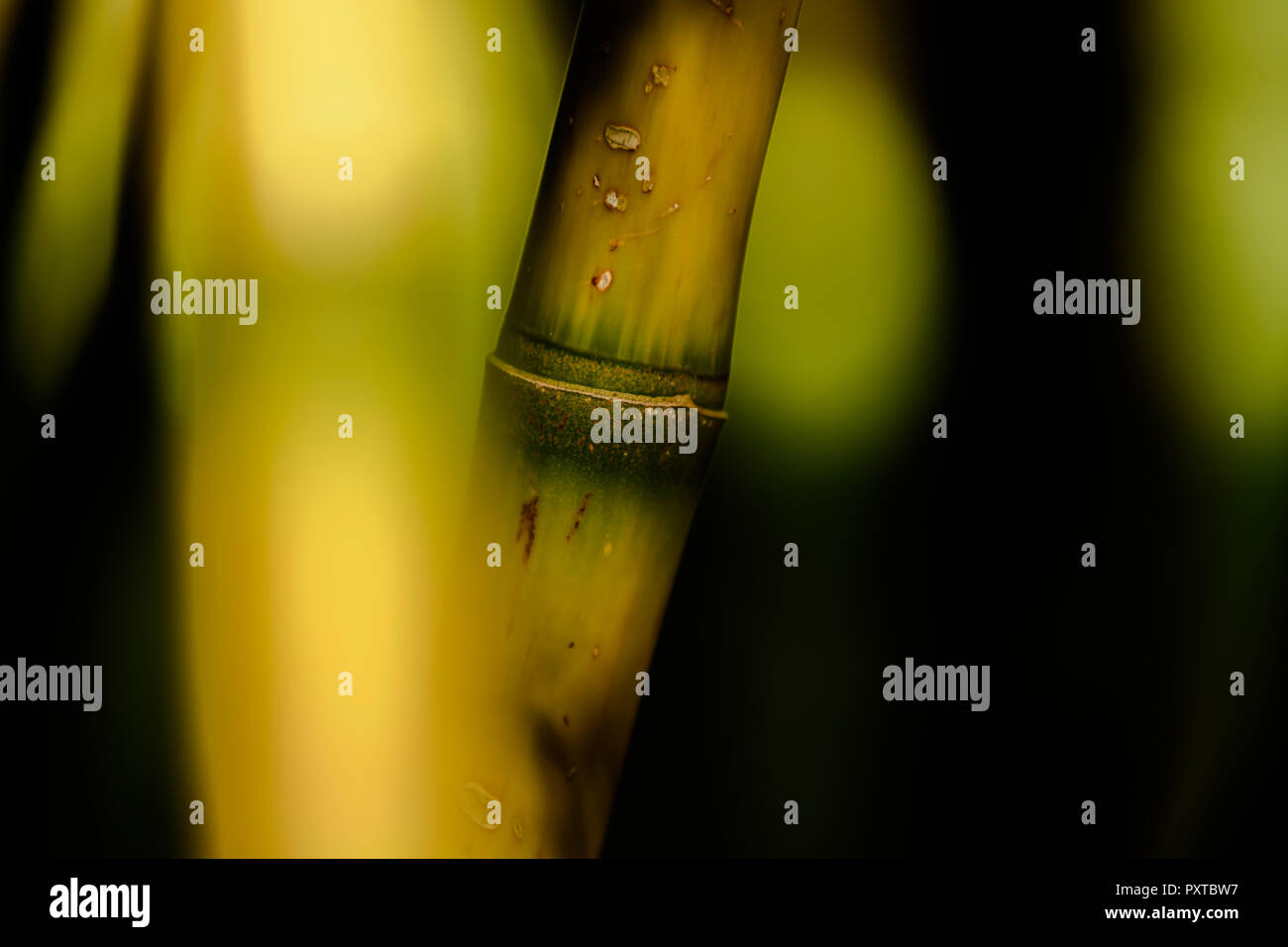 Bamboo abstract background Stock Photo - Alamy