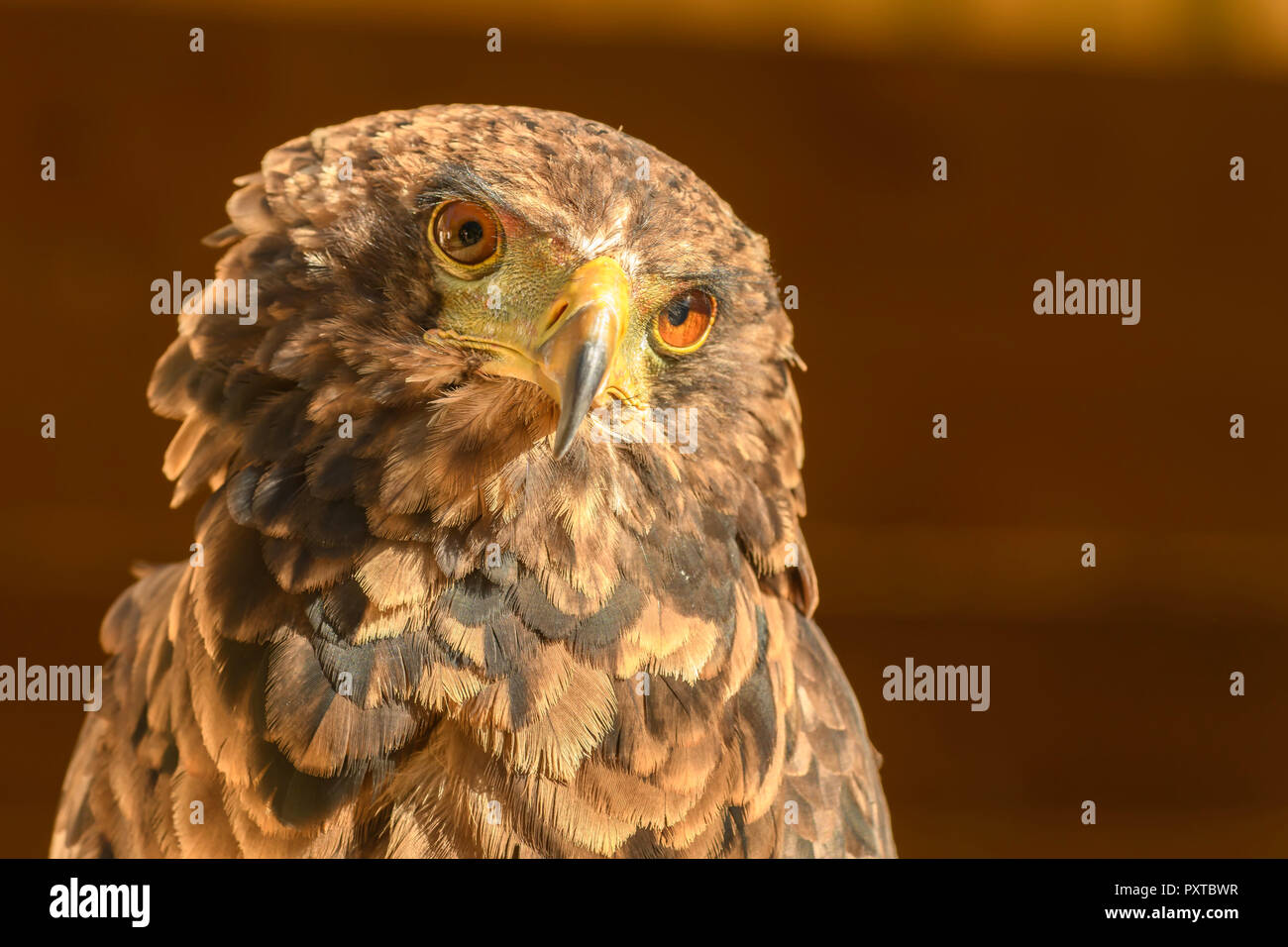 Bateleur Eagle portrait Stock Photo - Alamy