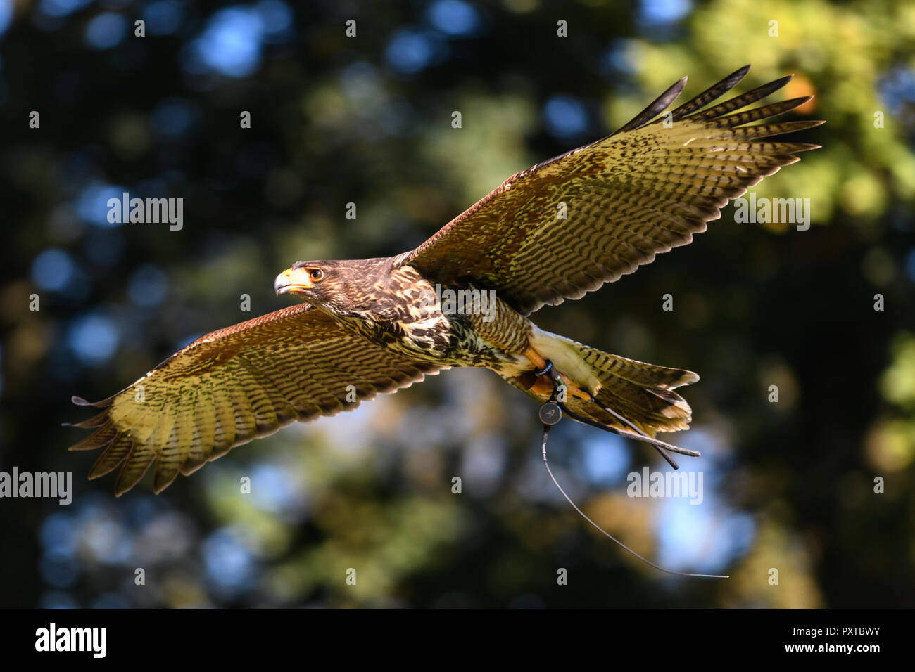 Harris Hawk flying Stock Photo - Alamy