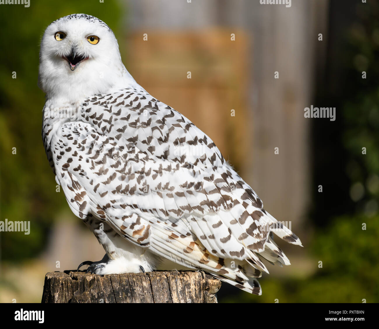 Snowy owl portrait Stock Photo - Alamy
