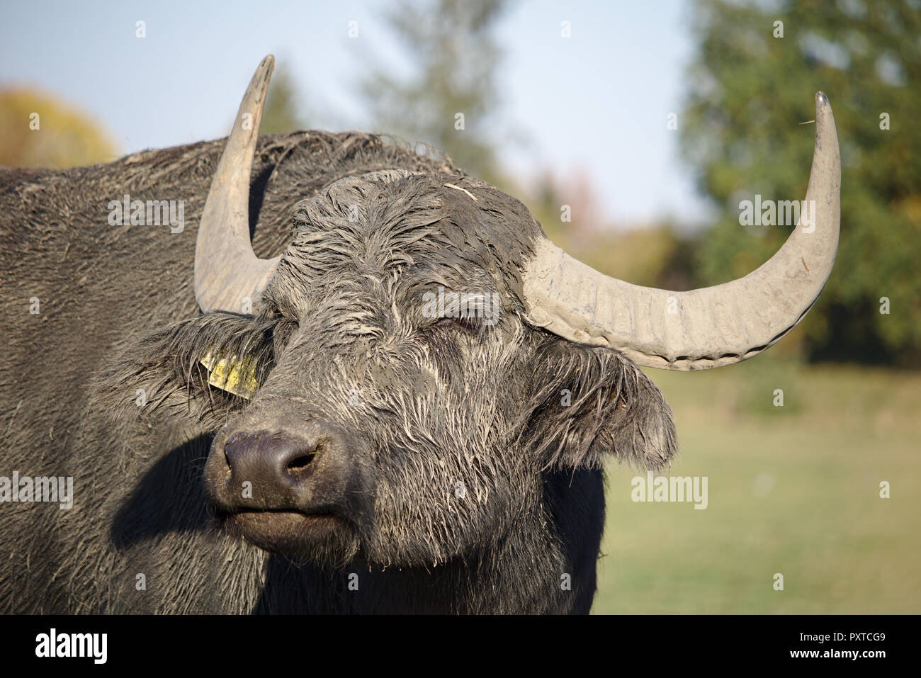Asia water buffalo hi-res stock photography and images - Alamy