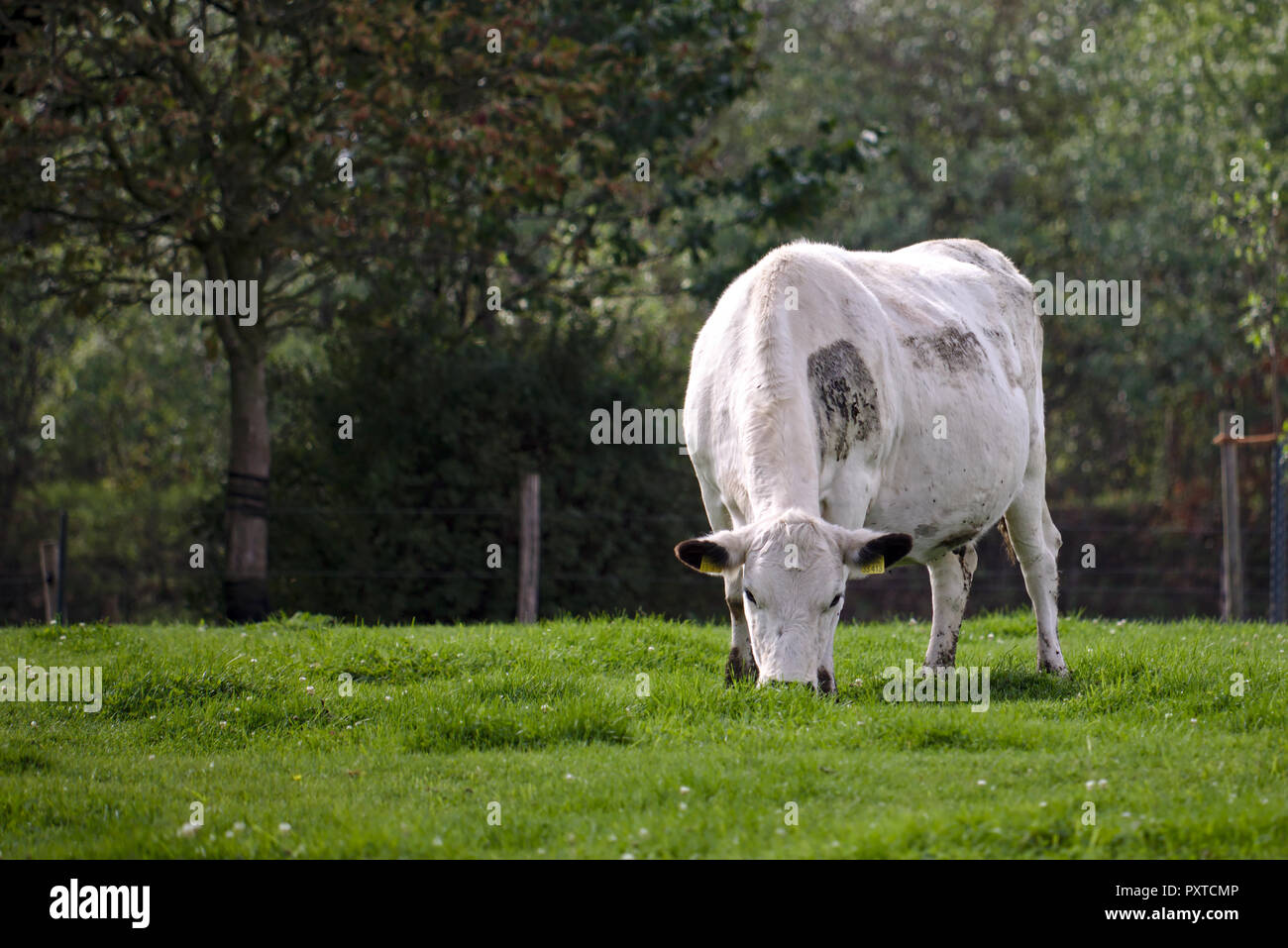 Fjall Cattle High Resolution Stock Photography and Images - Alamy