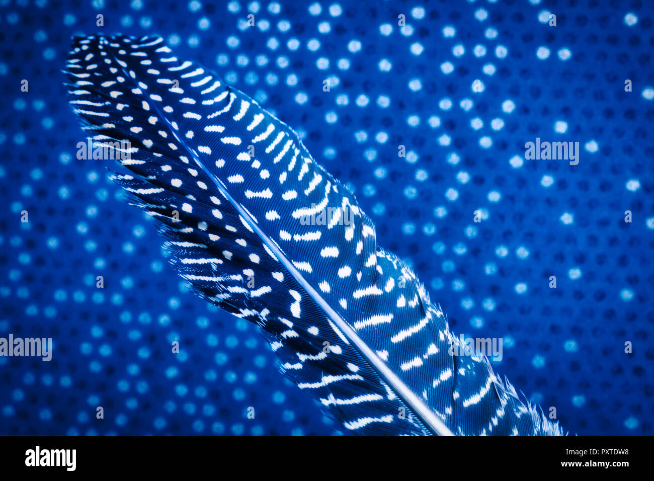 Feather of a bird on a blue mottled background Stock Photo - Alamy