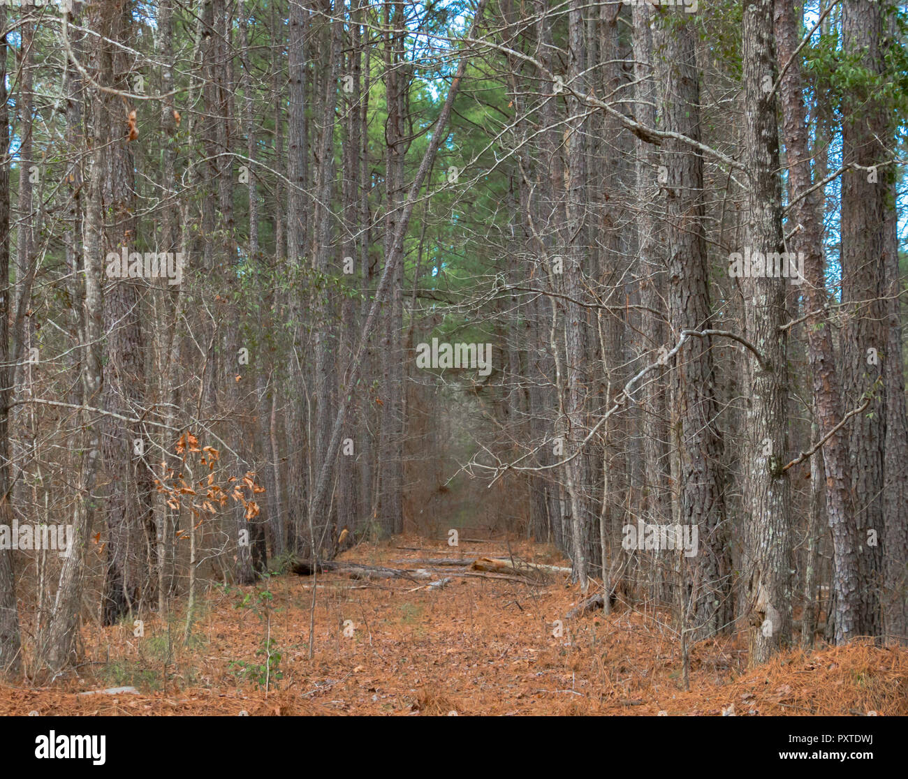 Wooded rural road hi-res stock photography and images - Alamy