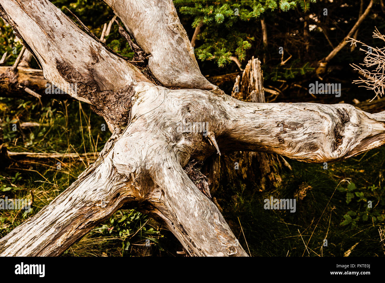 Tree Acadia National Park Mount Desert Island, Maine, USA Stock Photo ...