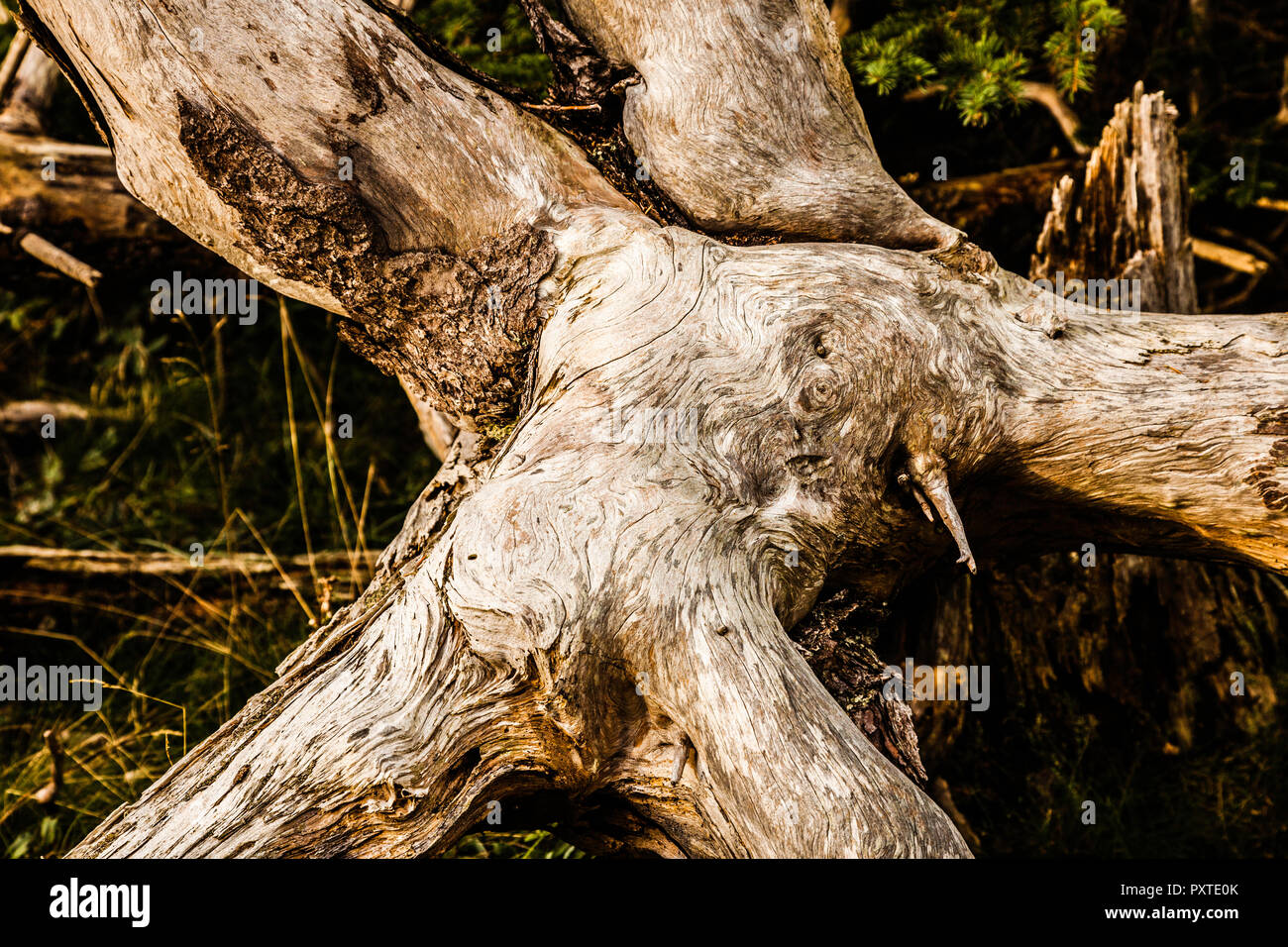 Tree Acadia National Park Mount Desert Island, Maine, USA Stock Photo ...