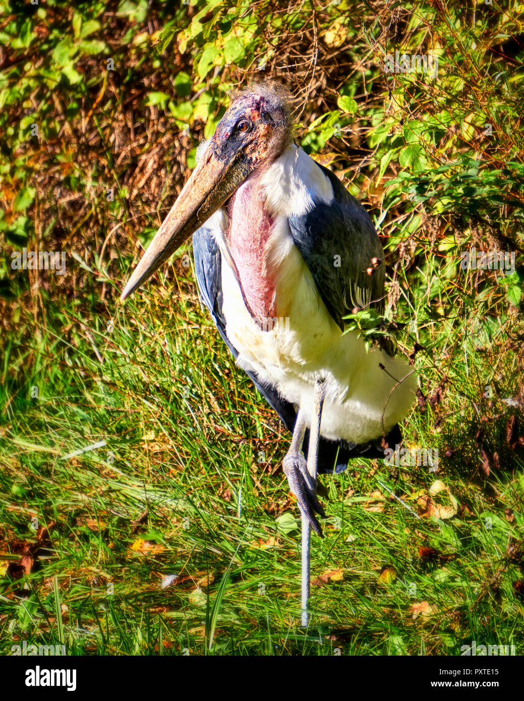 Stork marabu hi-res stock photography and images - Alamy