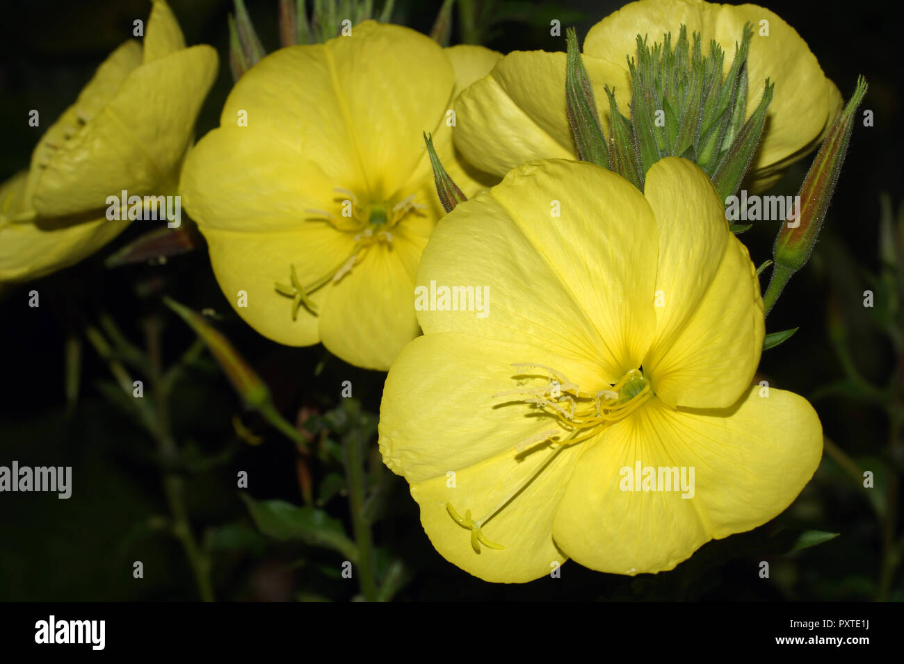 Annual evening primroses are also popular ornamental plants in gardens ...