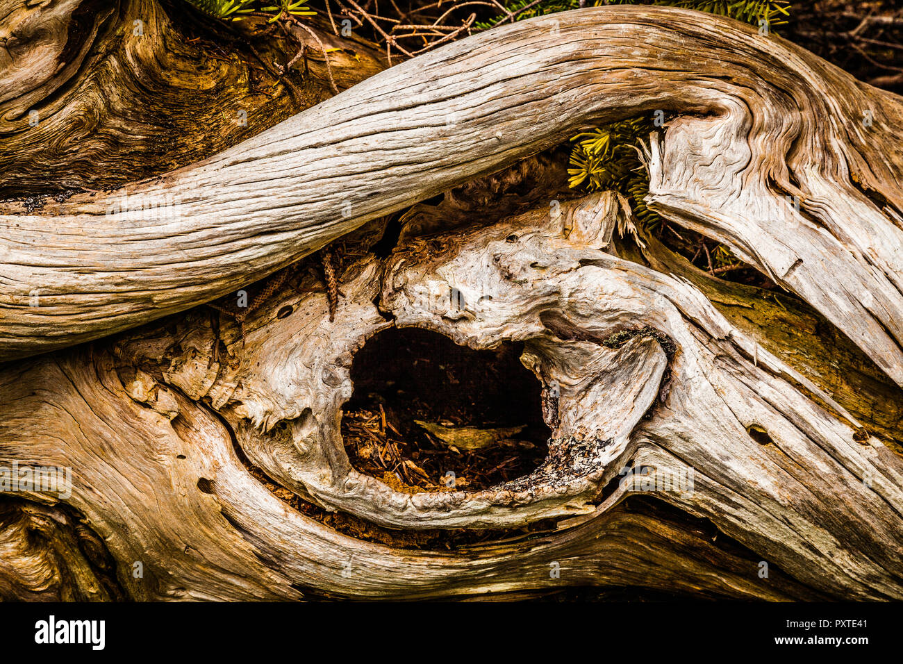 Dead Tree Acadia National Park Mount Desert Island, Maine, USA Stock ...