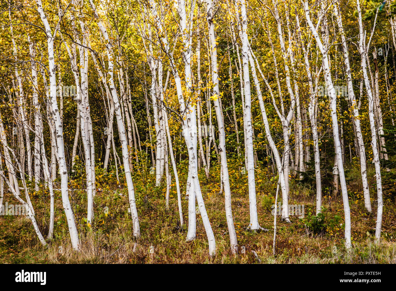Acadia National Park Trees A Beginner's Guide To Acadia National Park