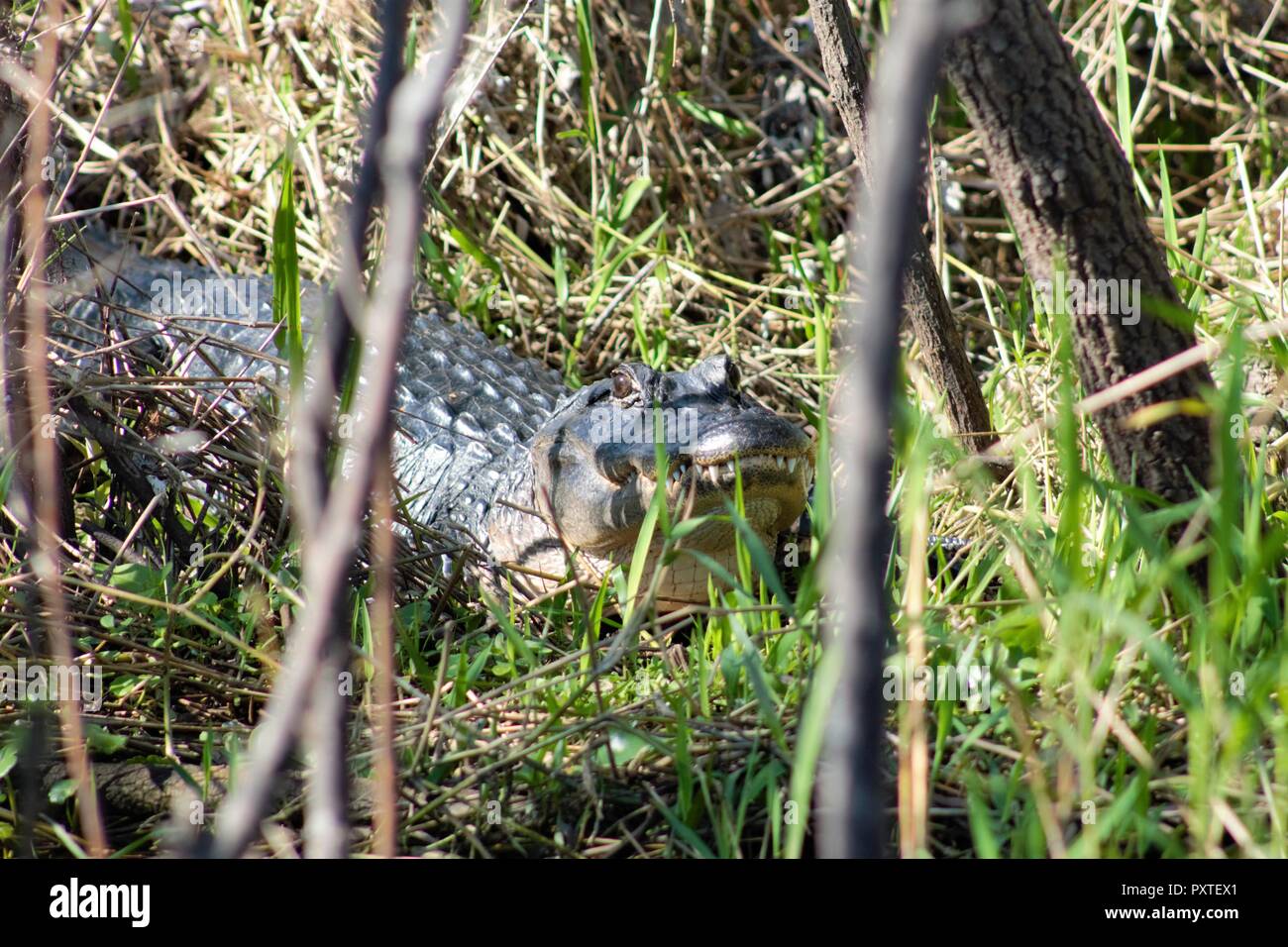 Gator along the St. Johns River Marsh Stock Photo - Alamy