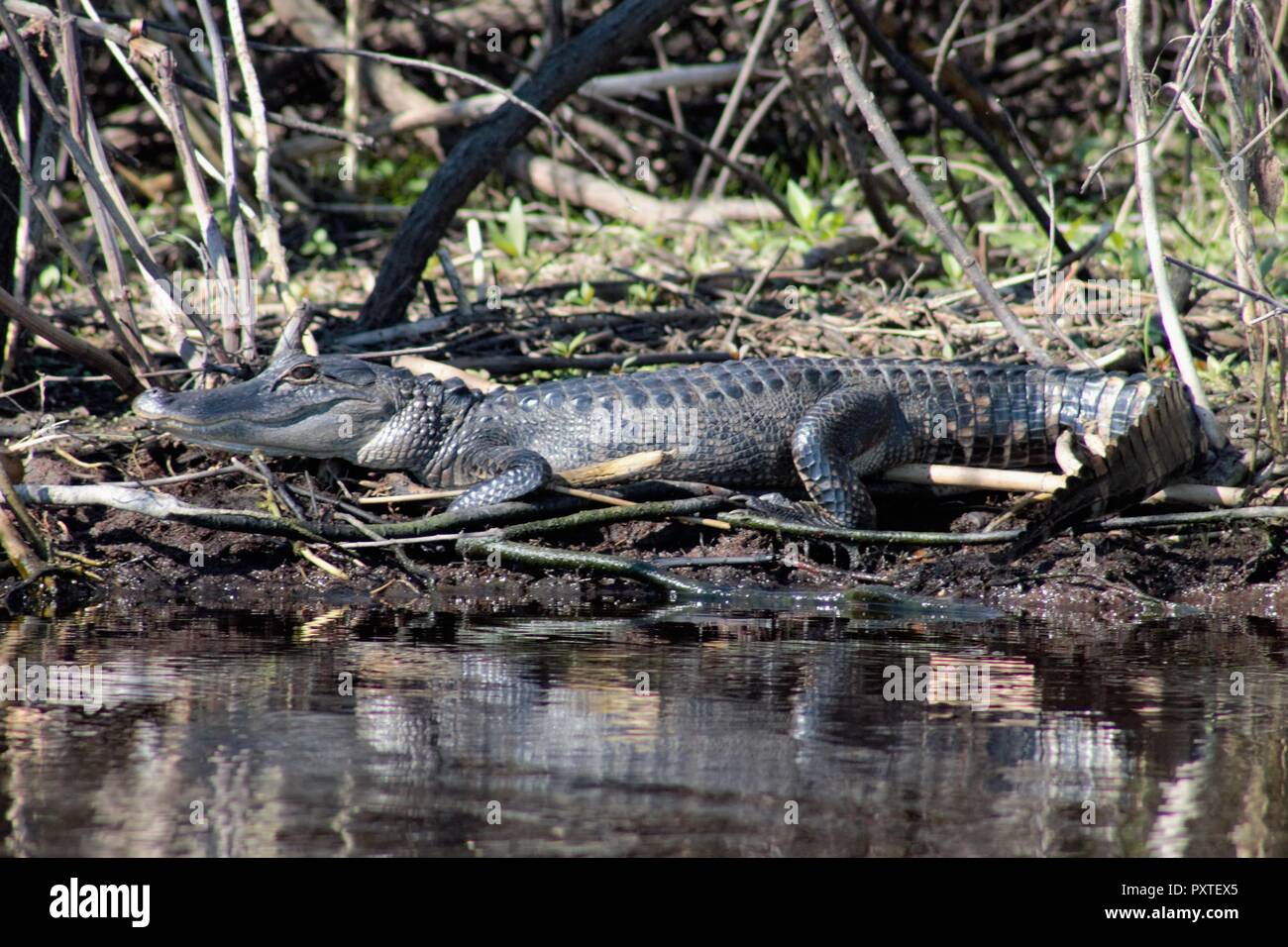 Alligator st johns river florida hi-res stock photography and images ...