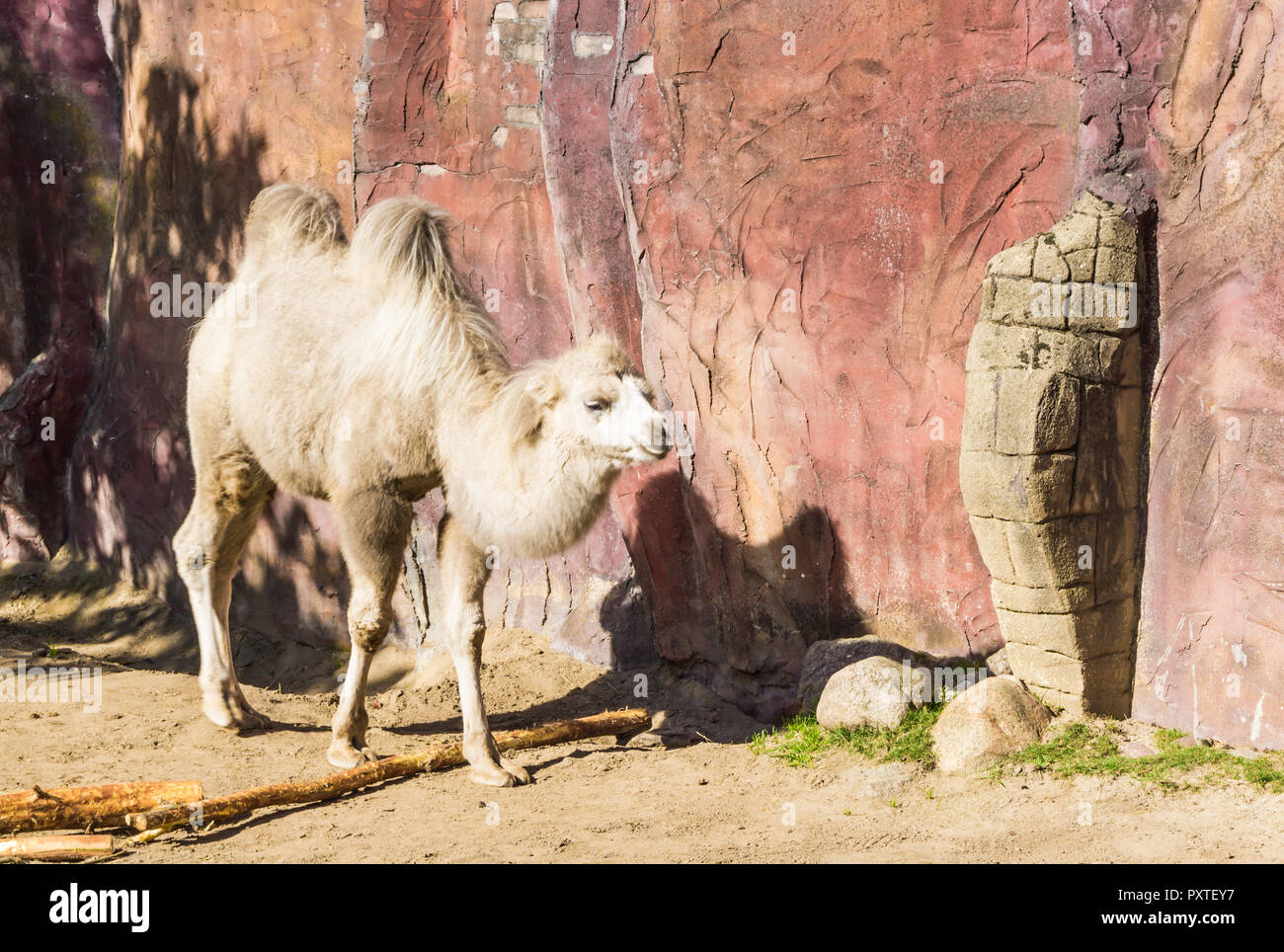 Beautiful Camel Animal Wallpapers