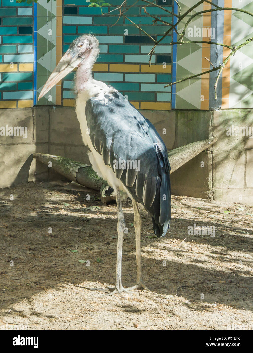 scary looking bald marabou african stork bird with a long bill Stock ...