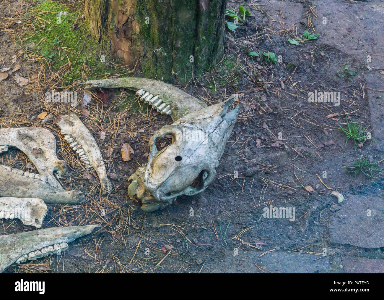 Jaw bone sheep hi-res stock photography and images - Alamy