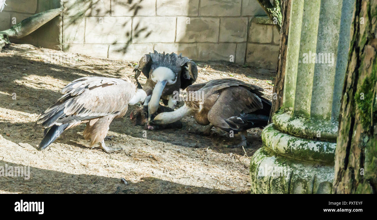 Elephant meat hi-res stock photography and images - Alamy