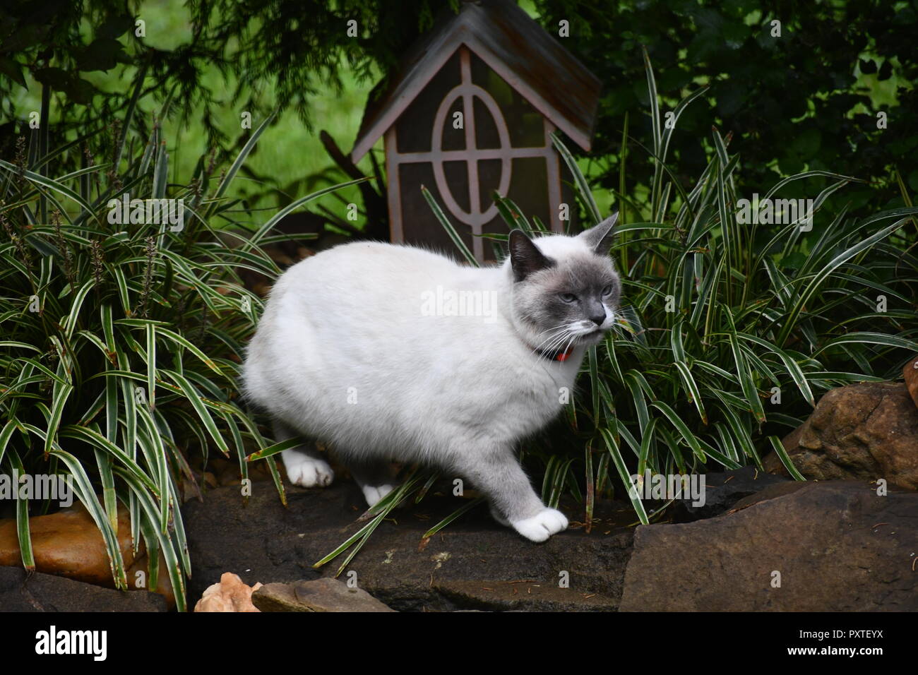 cat exploring by a pond Stock Photo - Alamy