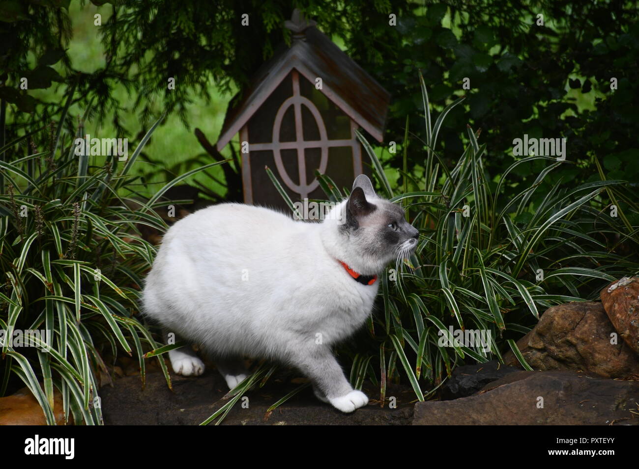 cat exploring by pond Stock Photo - Alamy