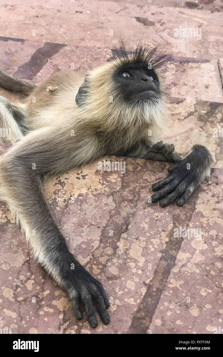 Pratapgarh district hi-res stock photography and images - Alamy