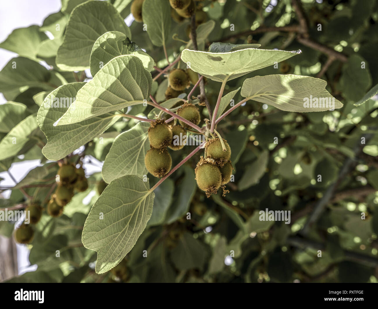 Kiwi Fruit, Actinidia deliciosa Stock Photo - Alamy