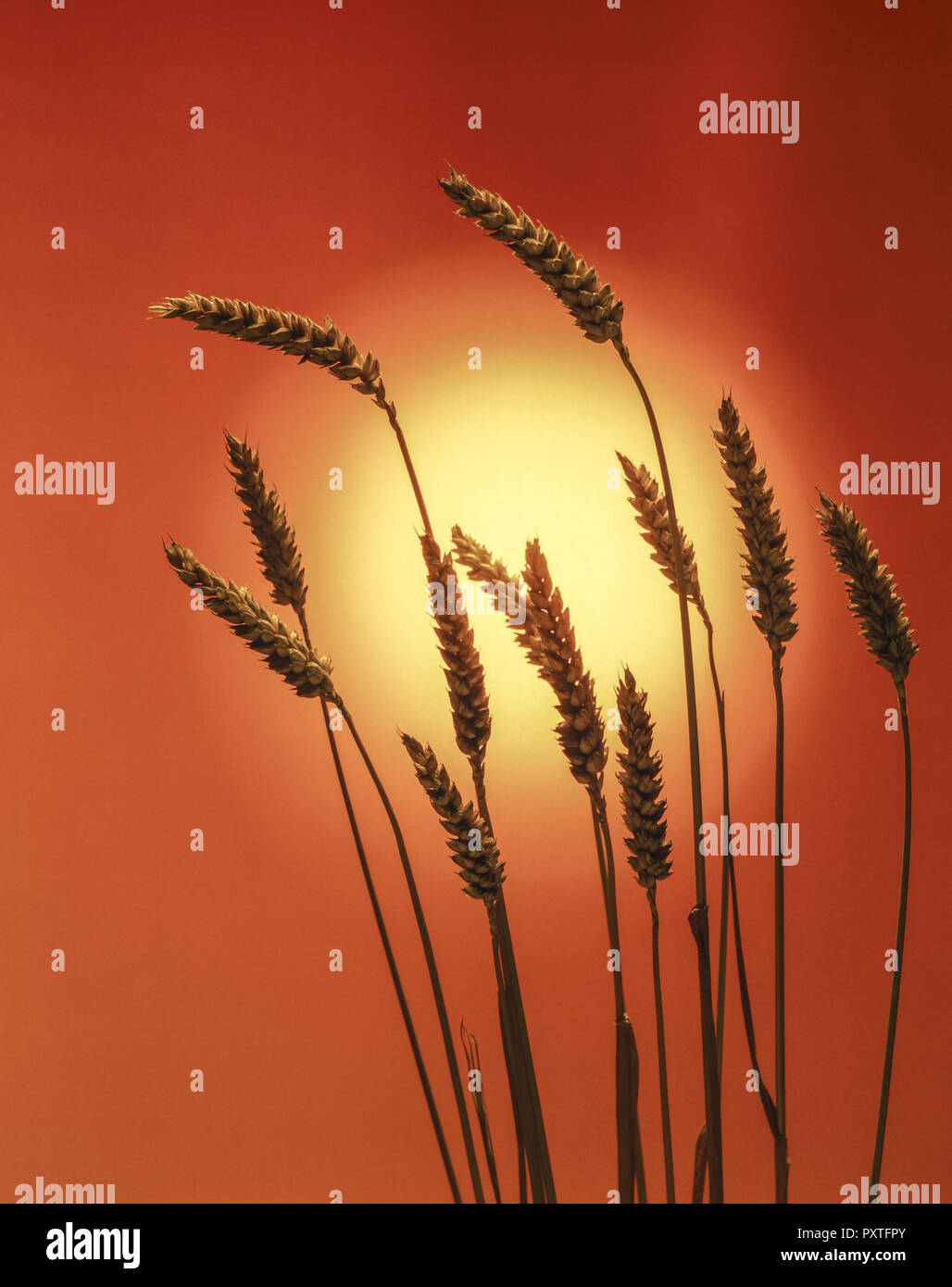 Reifer Weizen vor Sonnenuntergang (Poaceae), Ripe Wheat before sunset ...