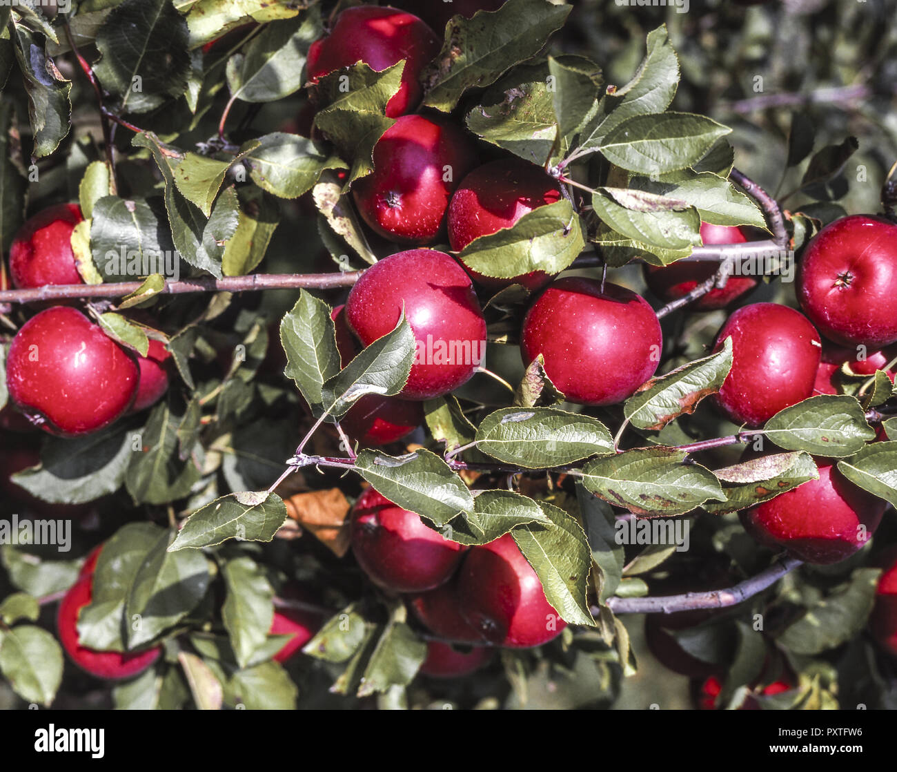 Reife rote Äpfel an einem Apfelbaum, Ripe red apples on a apple tree ...