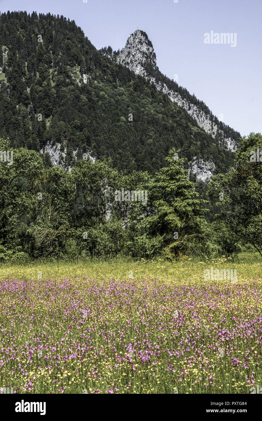 Blumenwiese mit Blick auf den Kofel in den Ammergauer Alpen, Bayern ...