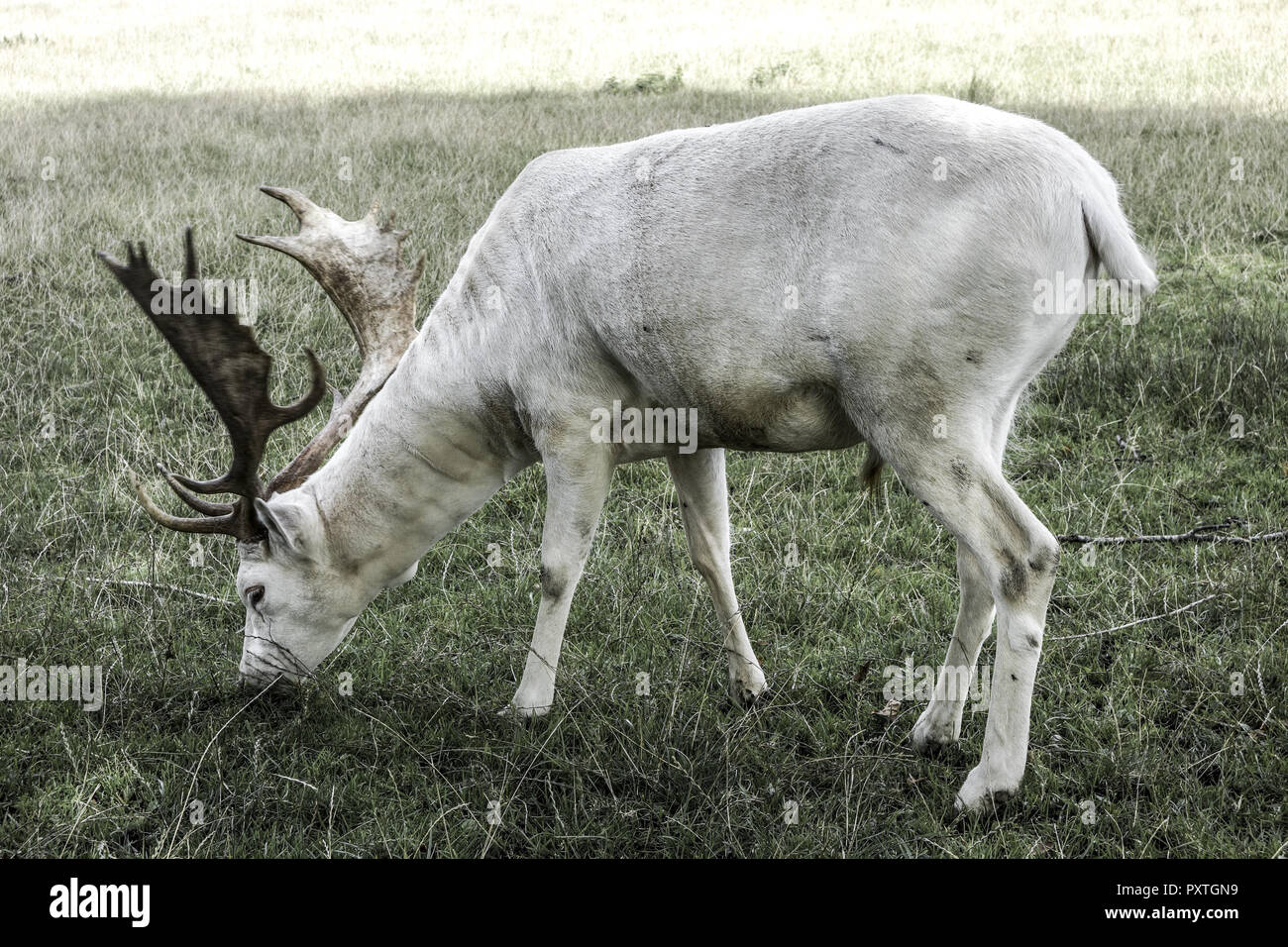 Weisse Damhirsche im Schloss Höhenried bei Bernried am Starnberger See ...