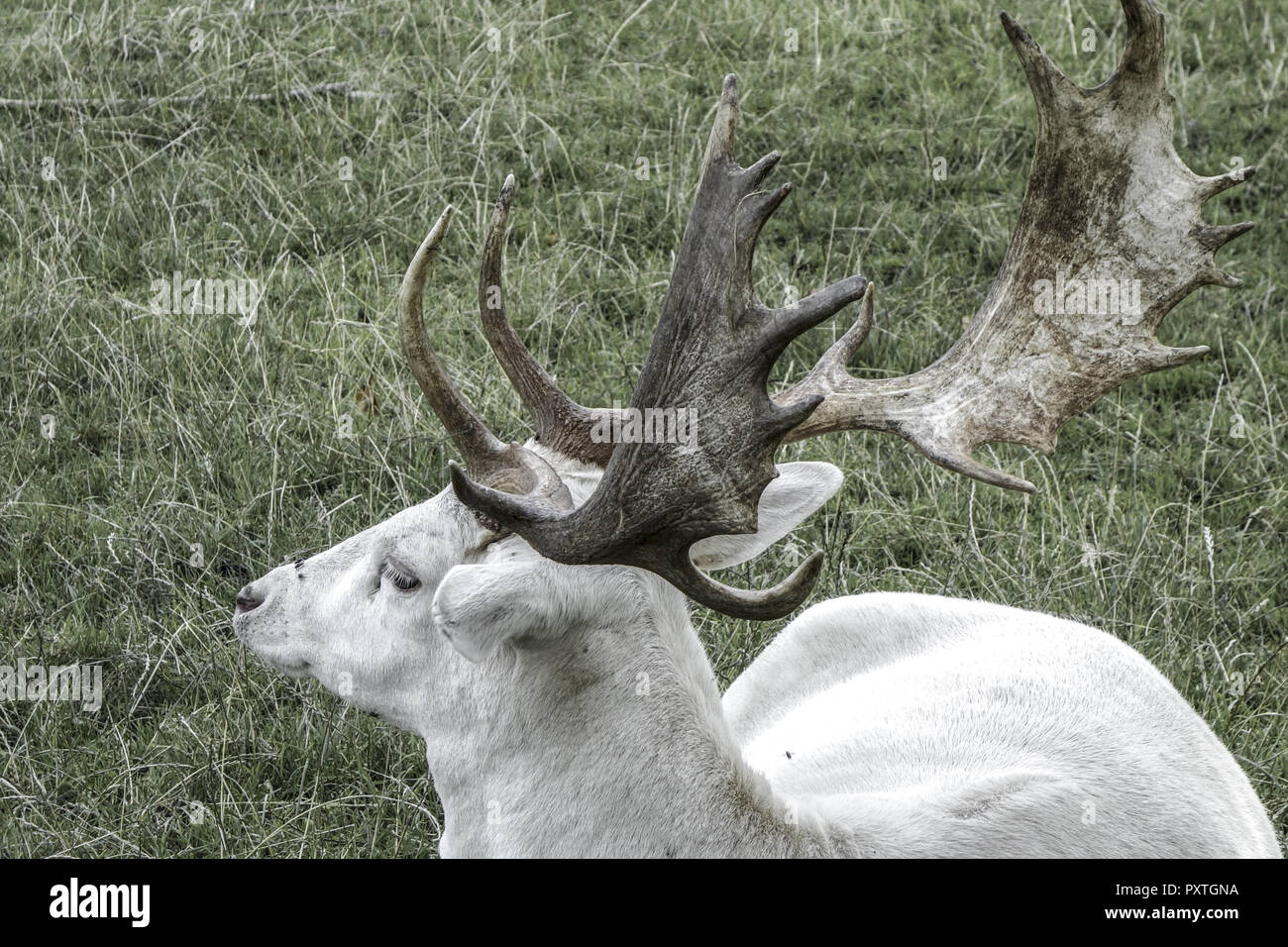 Weisse Damhirsche im Schloss Höhenried bei Bernried am Starnberger See ...