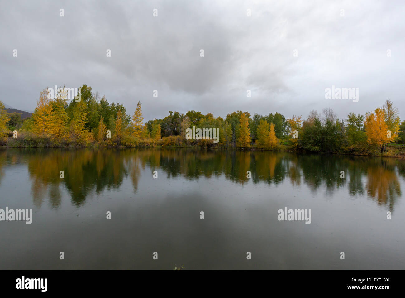 Aspen tree fall foliage colorado hi-res stock photography and images ...