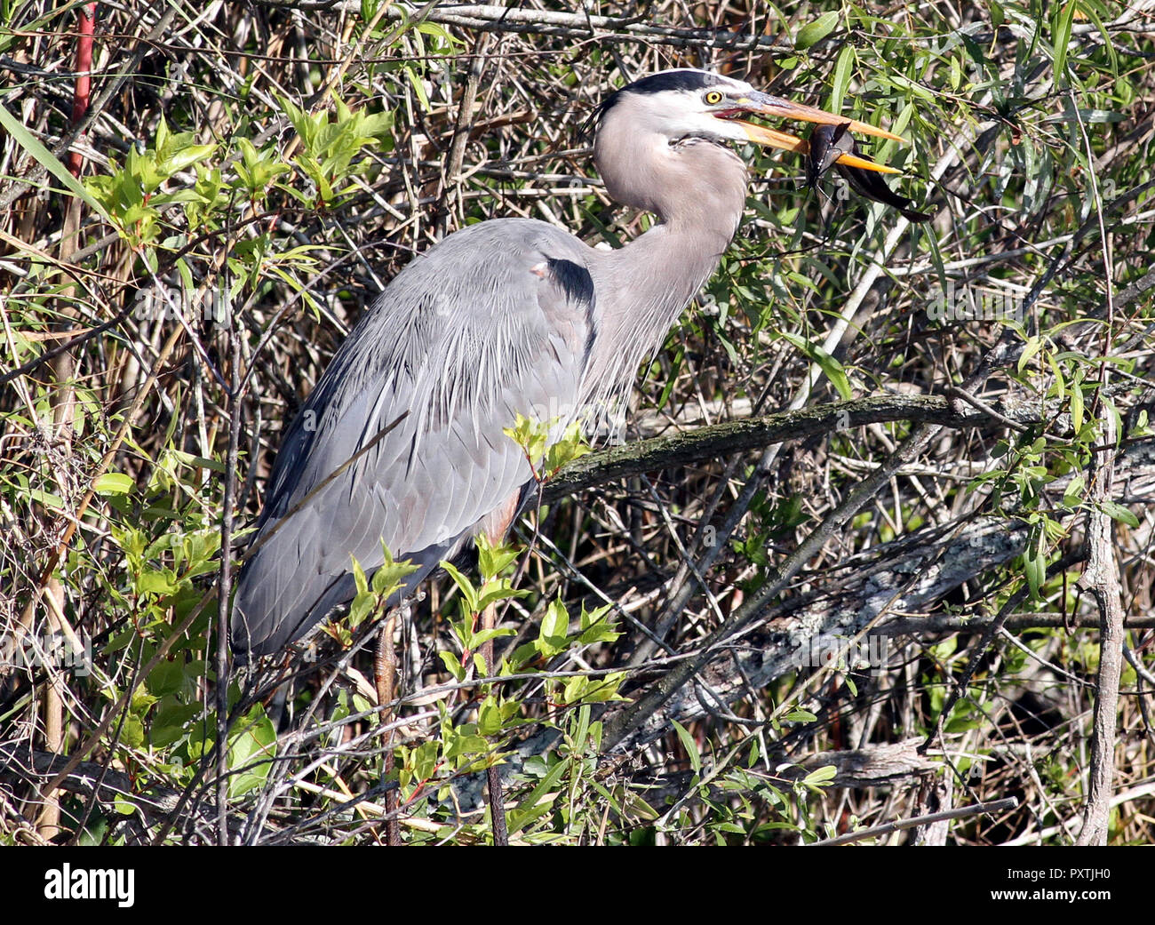 A Great Blue Heron eating a small fish Stock Photo - Alamy