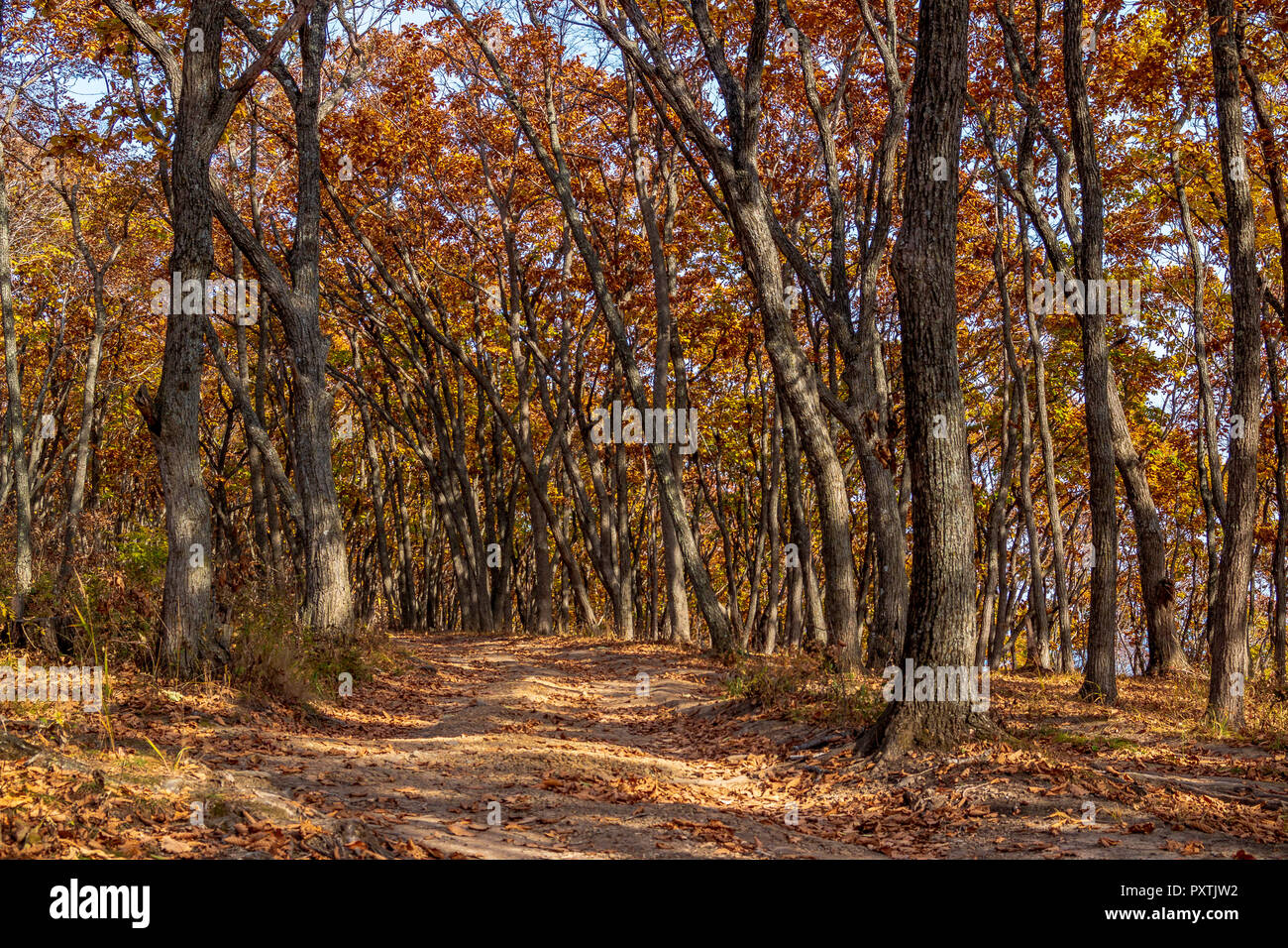 Eastern Deciduous Forest Stock Photos & Eastern Deciduous Forest Stock ...