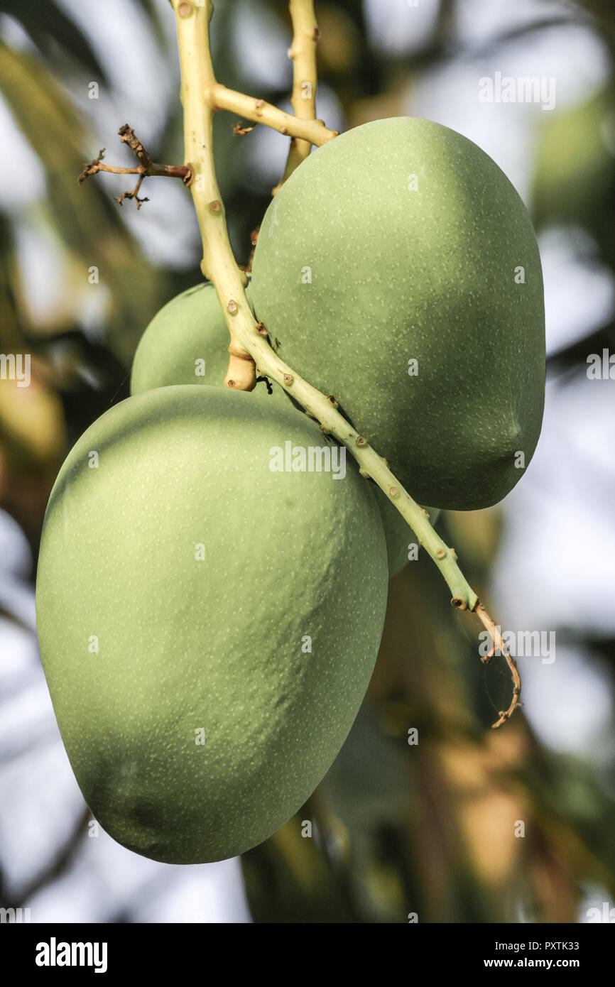 Thailand, Asia, Mangoes on the Tree, Plantation Stock Photo - Alamy