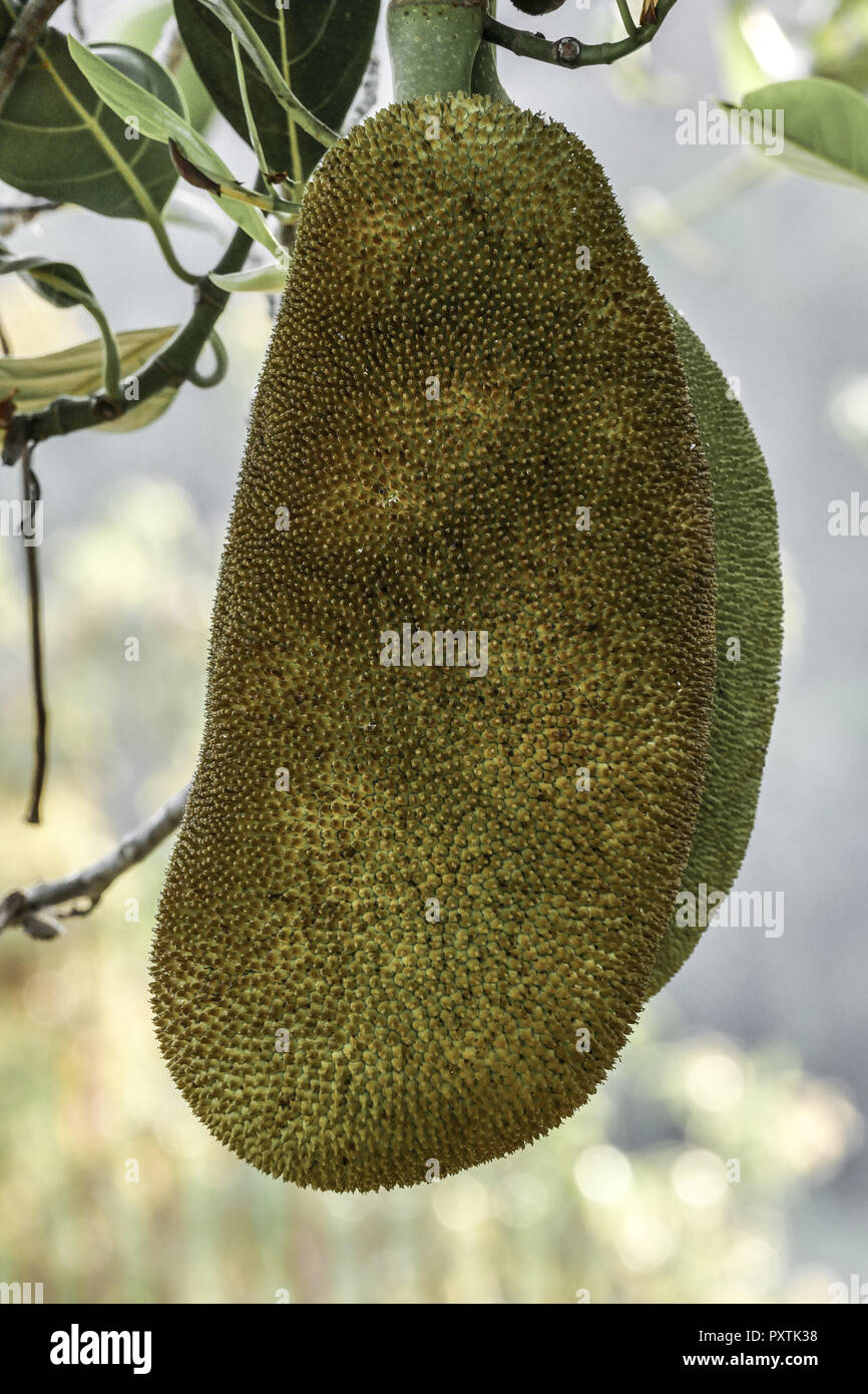 Jackfruit on the Tree, Plantation Stock Photo - Alamy