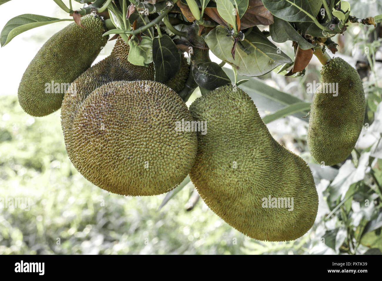 Jackfruit on the Tree, Plantation Stock Photo - Alamy