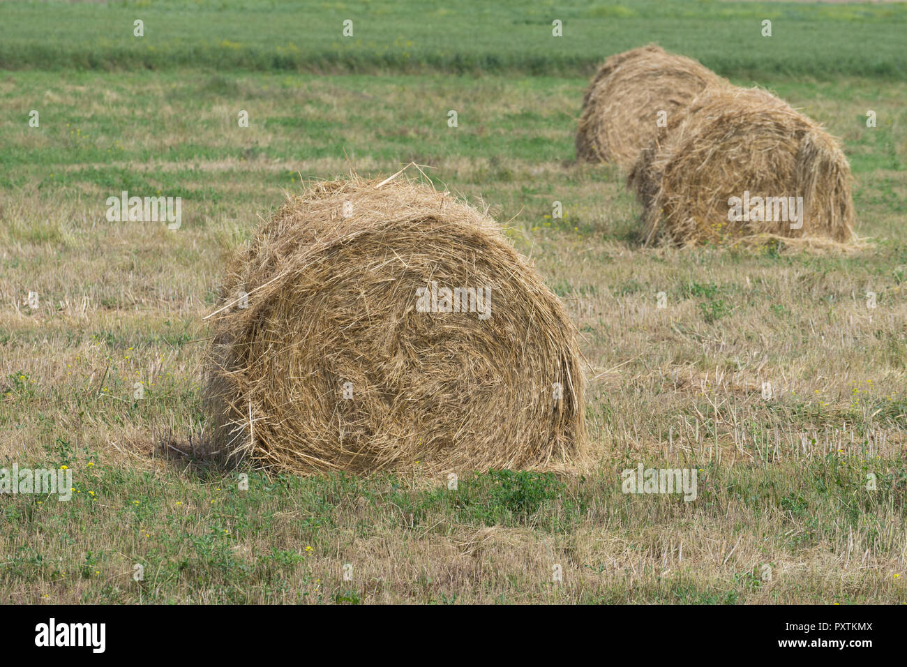 Grass cylinders hi-res stock photography and images - Alamy