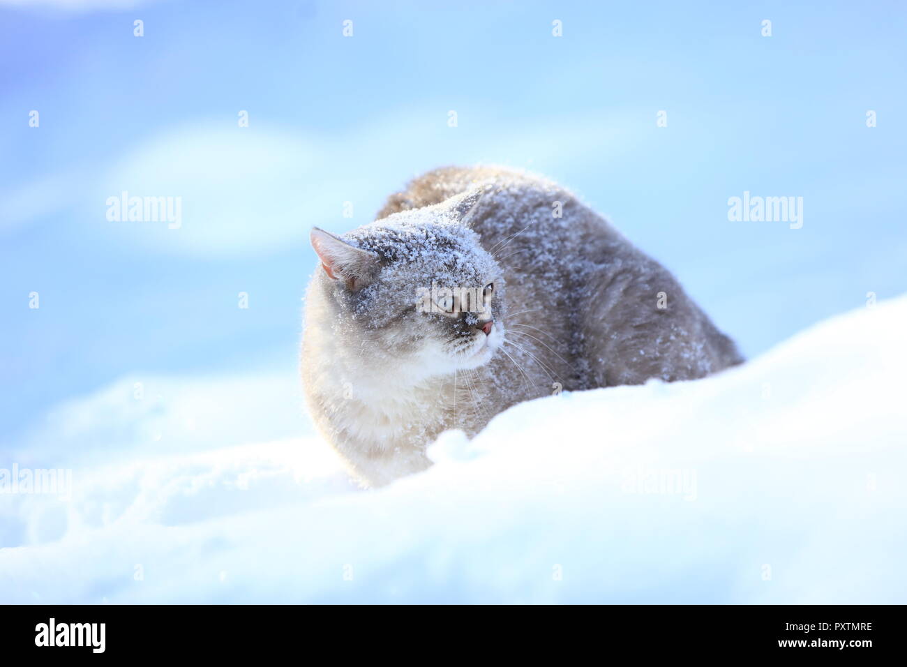 Siamese cat sits in deep snow in winter Stock Photo - Alamy